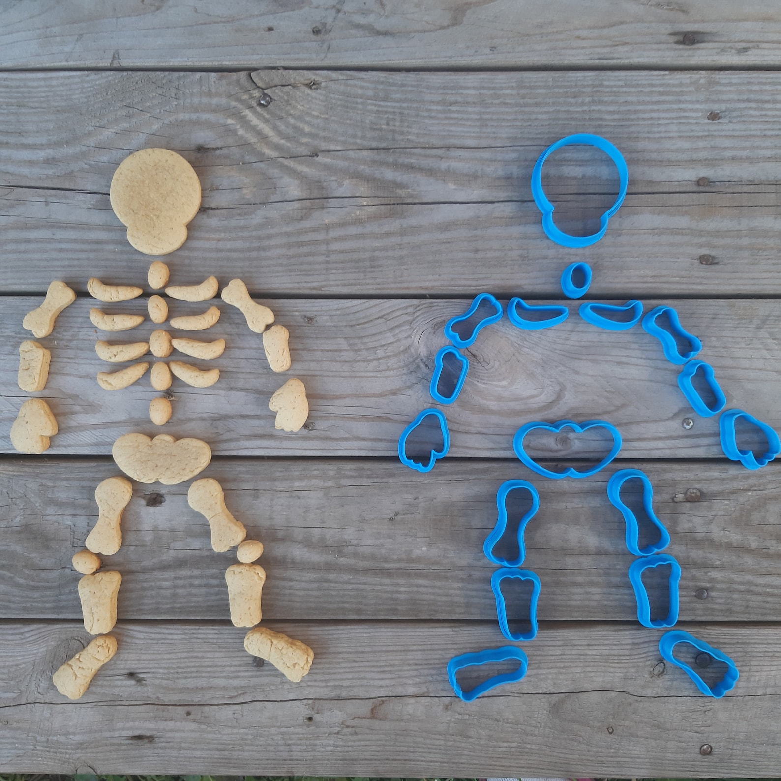 Anatomy Cookie Cutter Skeleton Cookie Cutter Skeleton Cookie - Etsy