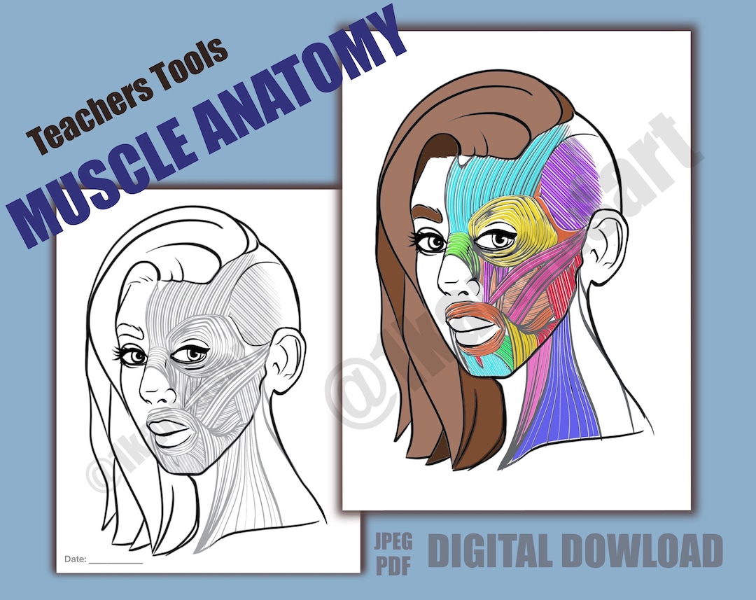 Cosmetology ANATOMY of the Face | Muscles of the Face | FACE CHART ...