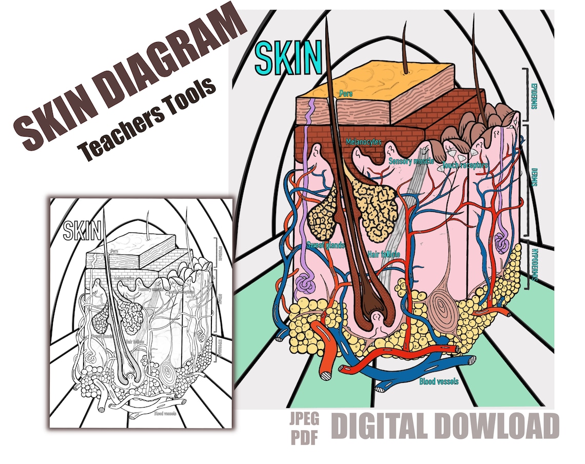 Skincare 101 Lesson Skin Diagram Integumentary System Anatomy ...