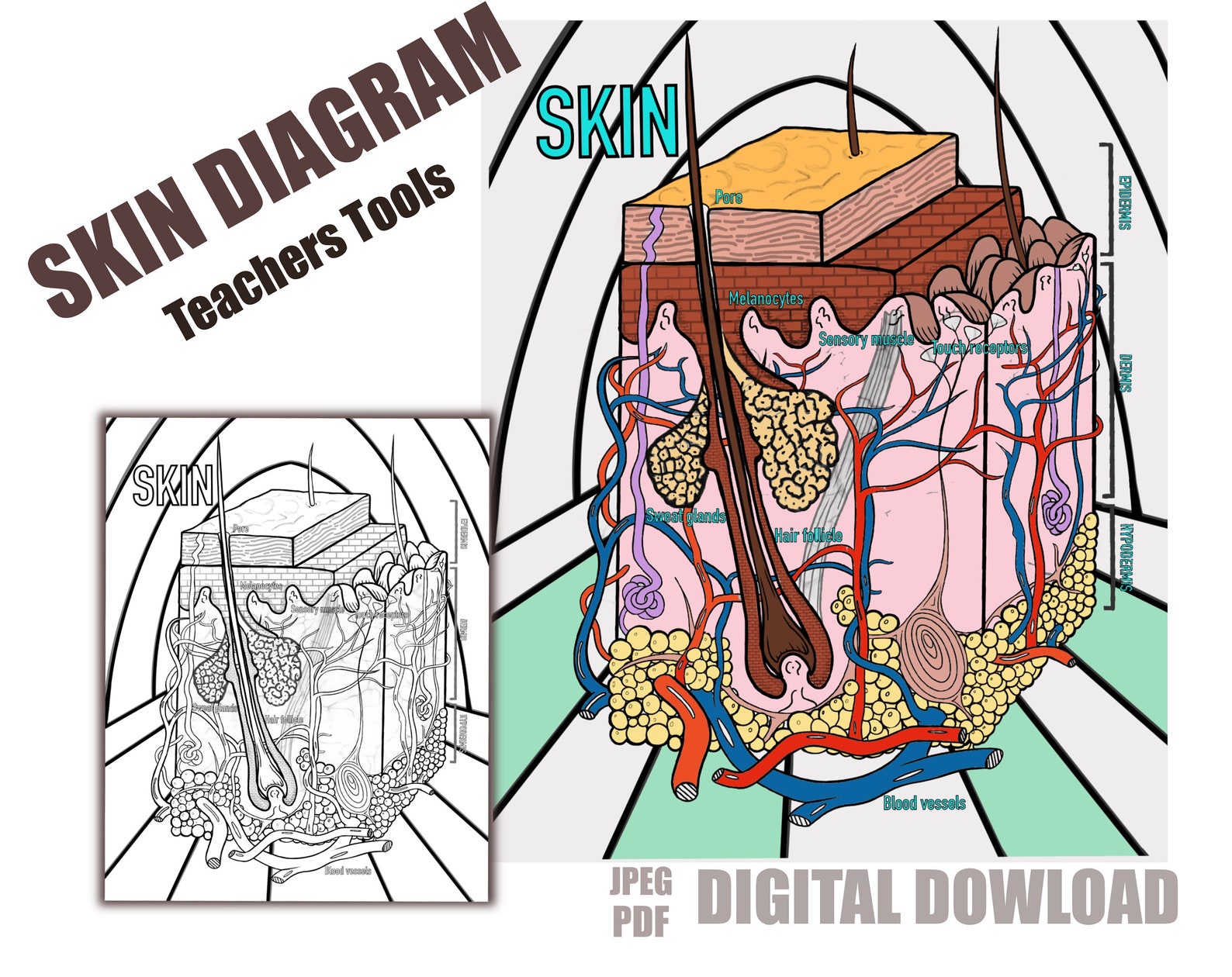 Skincare 101 Lesson Skin Diagram Integumentary System Anatomy ...