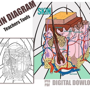 Skincare 101 Lesson Skin Diagram Integumentary System Anatomy ...