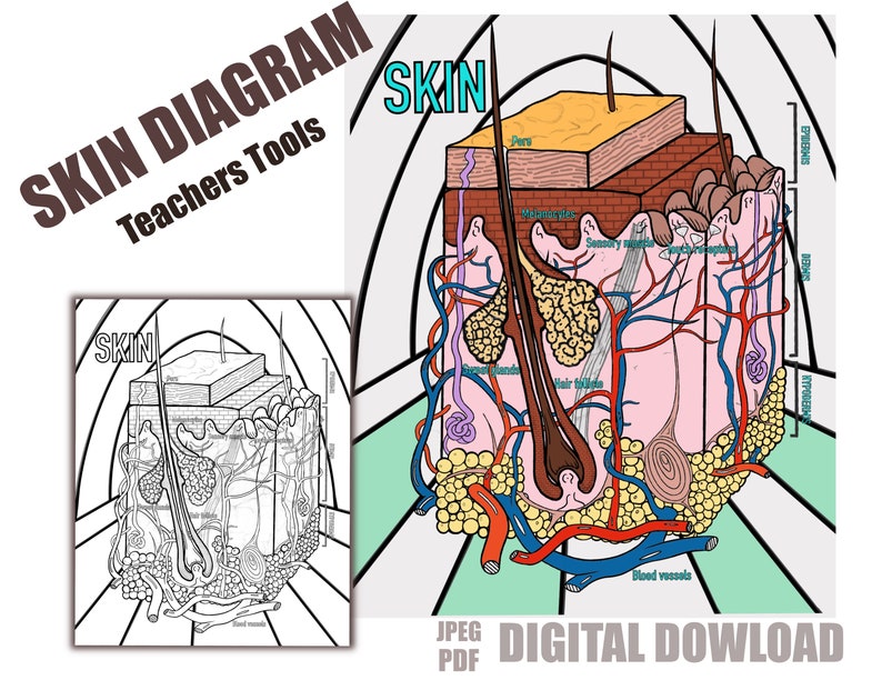 Skincare 101 Lesson Skin Diagram Integumentary System Anatomy ...