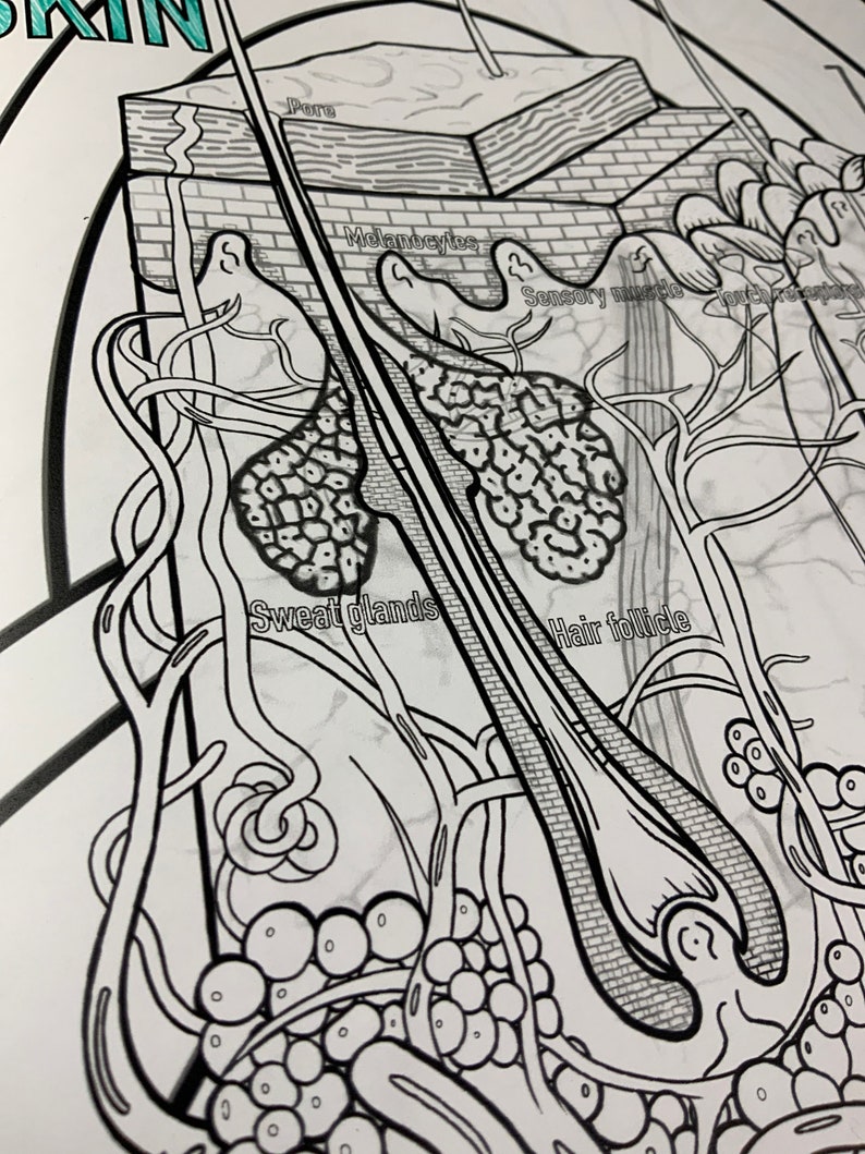 Skincare 101 Lesson Skin Diagram Integumentary System Anatomy ...