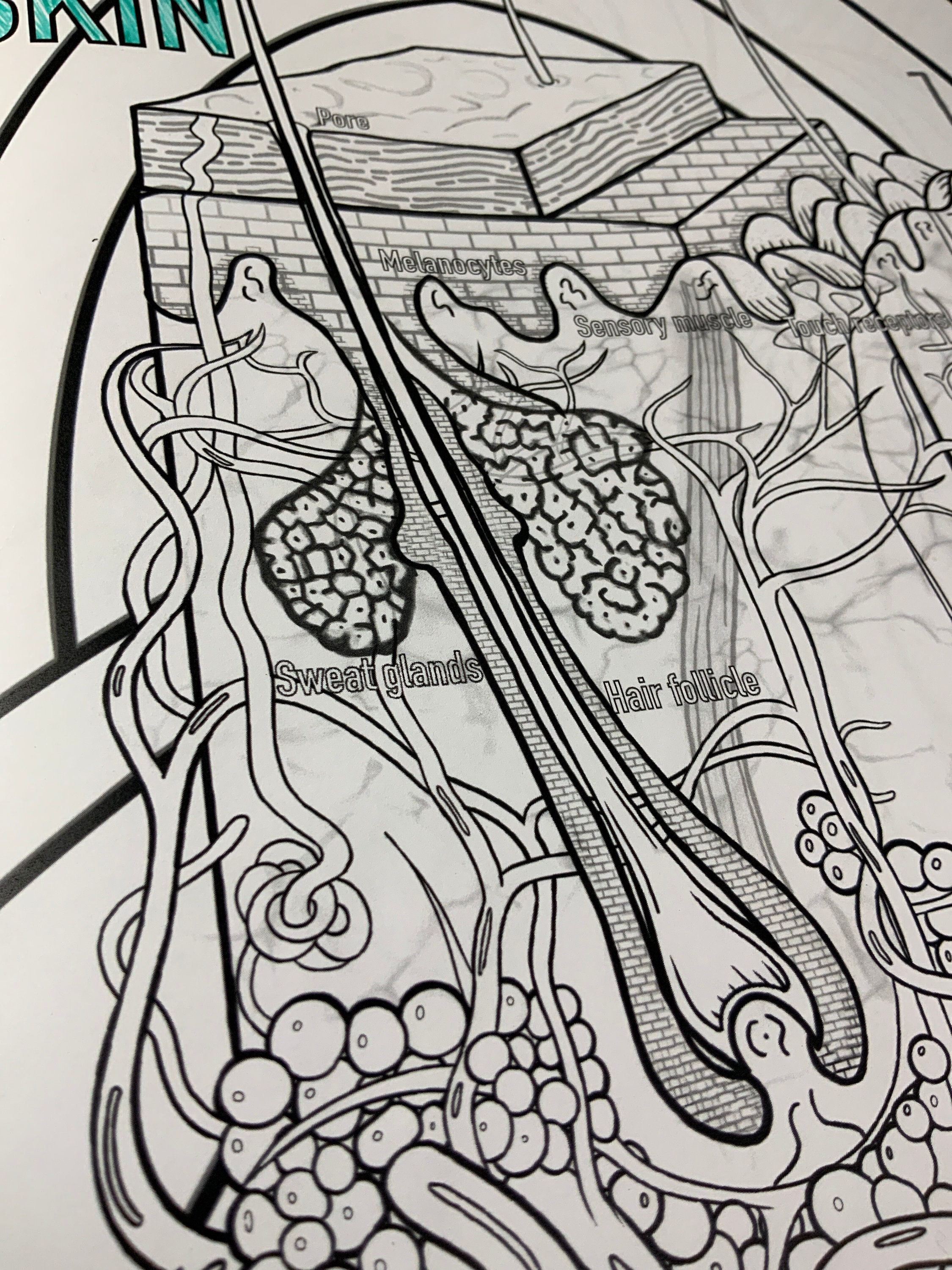 Skincare 101 Lesson Skin Diagram Integumentary System Anatomy ...