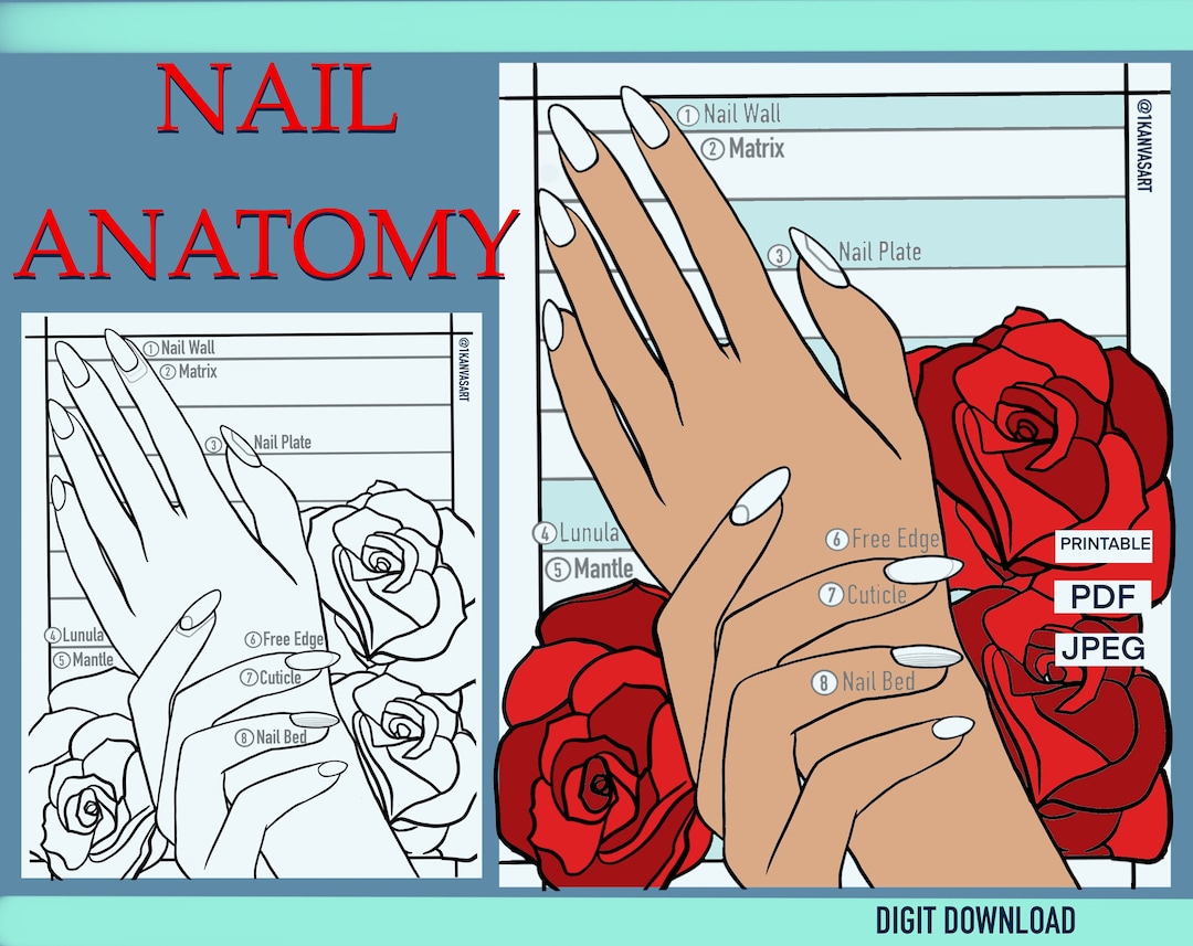 COSMETOLOGY Basics | NAIL ANATOMY | Coloring Page | Study Guide ...