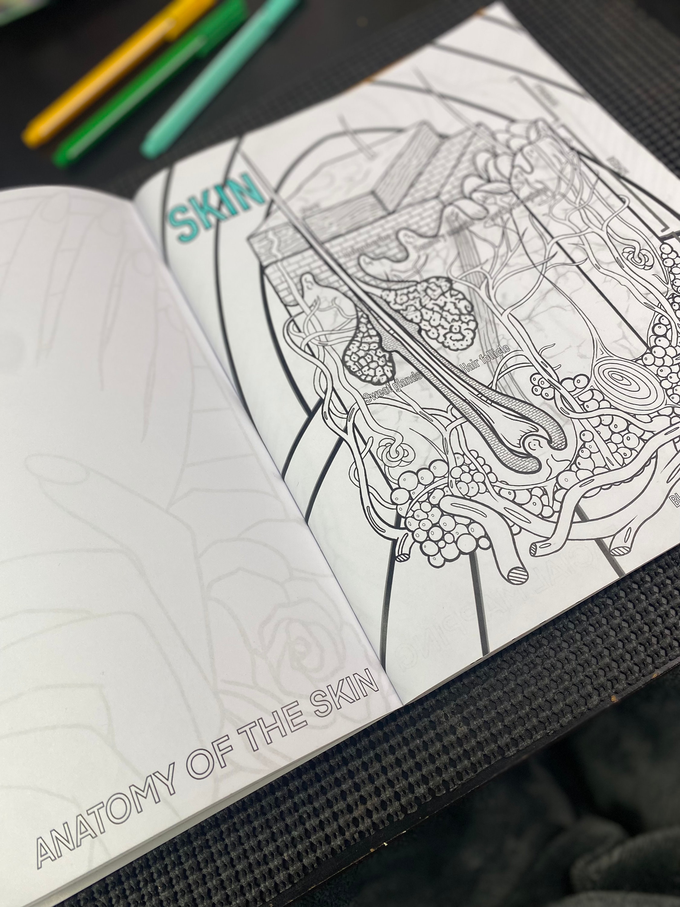 Skincare 101 Lesson Skin Diagram Integumentary System Anatomy ...