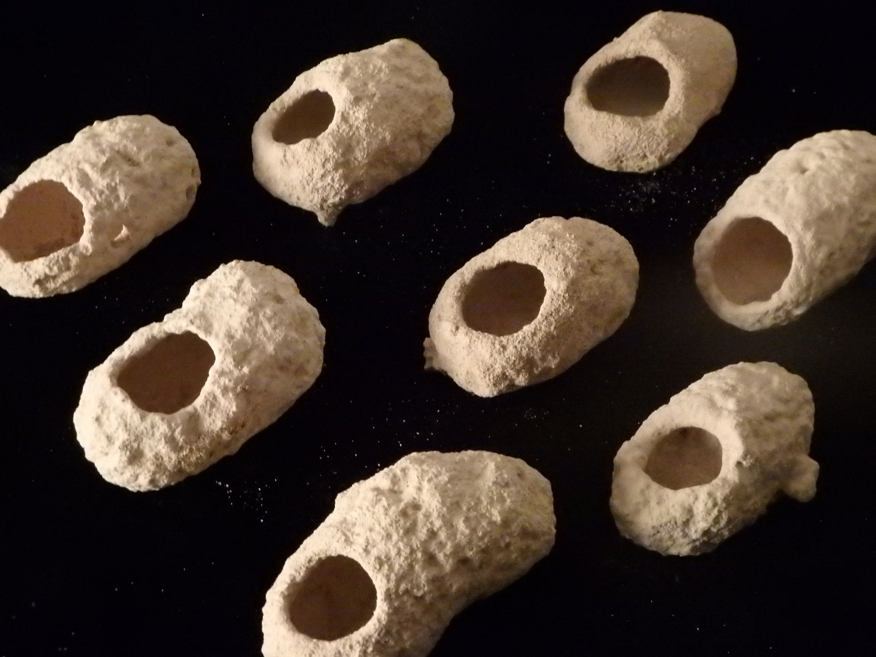 Fossilized WEEVIL COCOON Leptopius Duponti - Etsy Australia