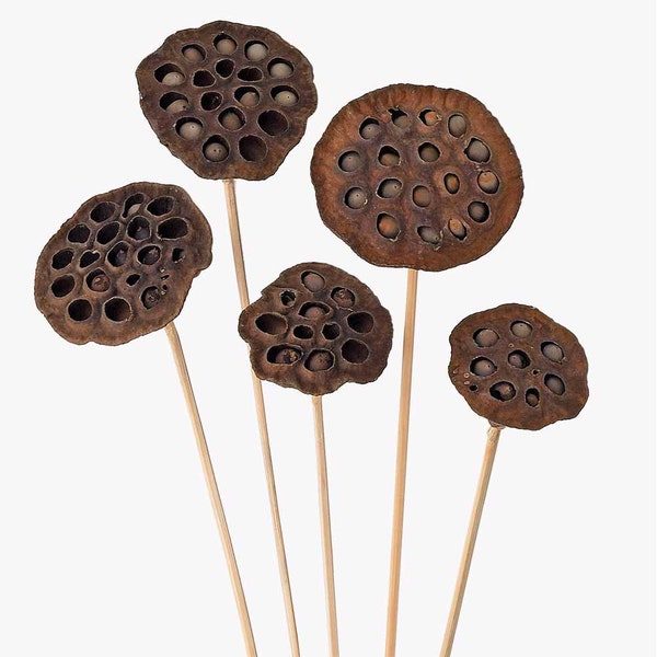Lotus Pods - Etsy