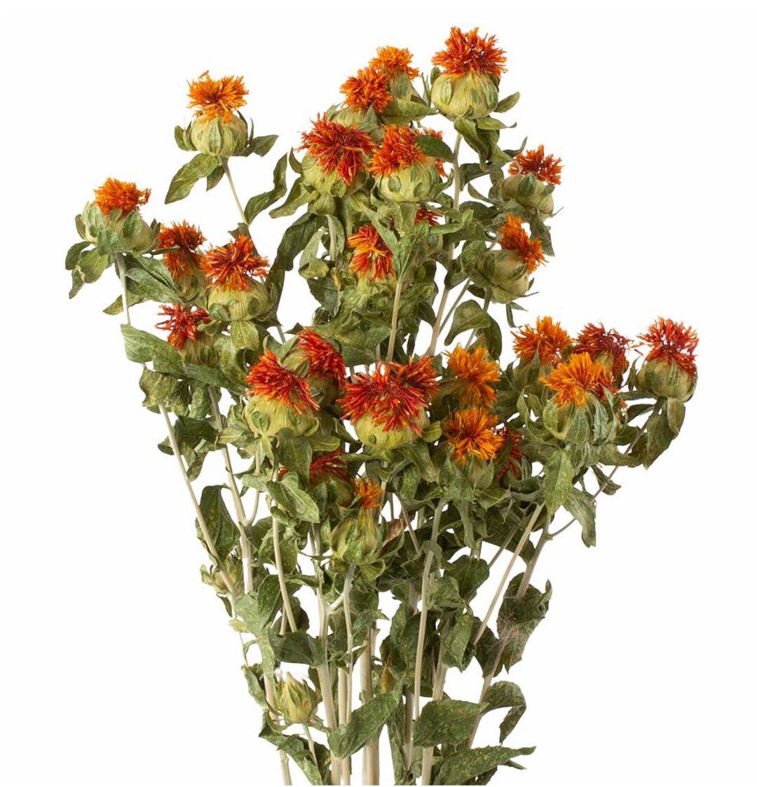 Safflower Bunches Dried Safflowers Orange Safflower 20 to 23 Long - Etsy
