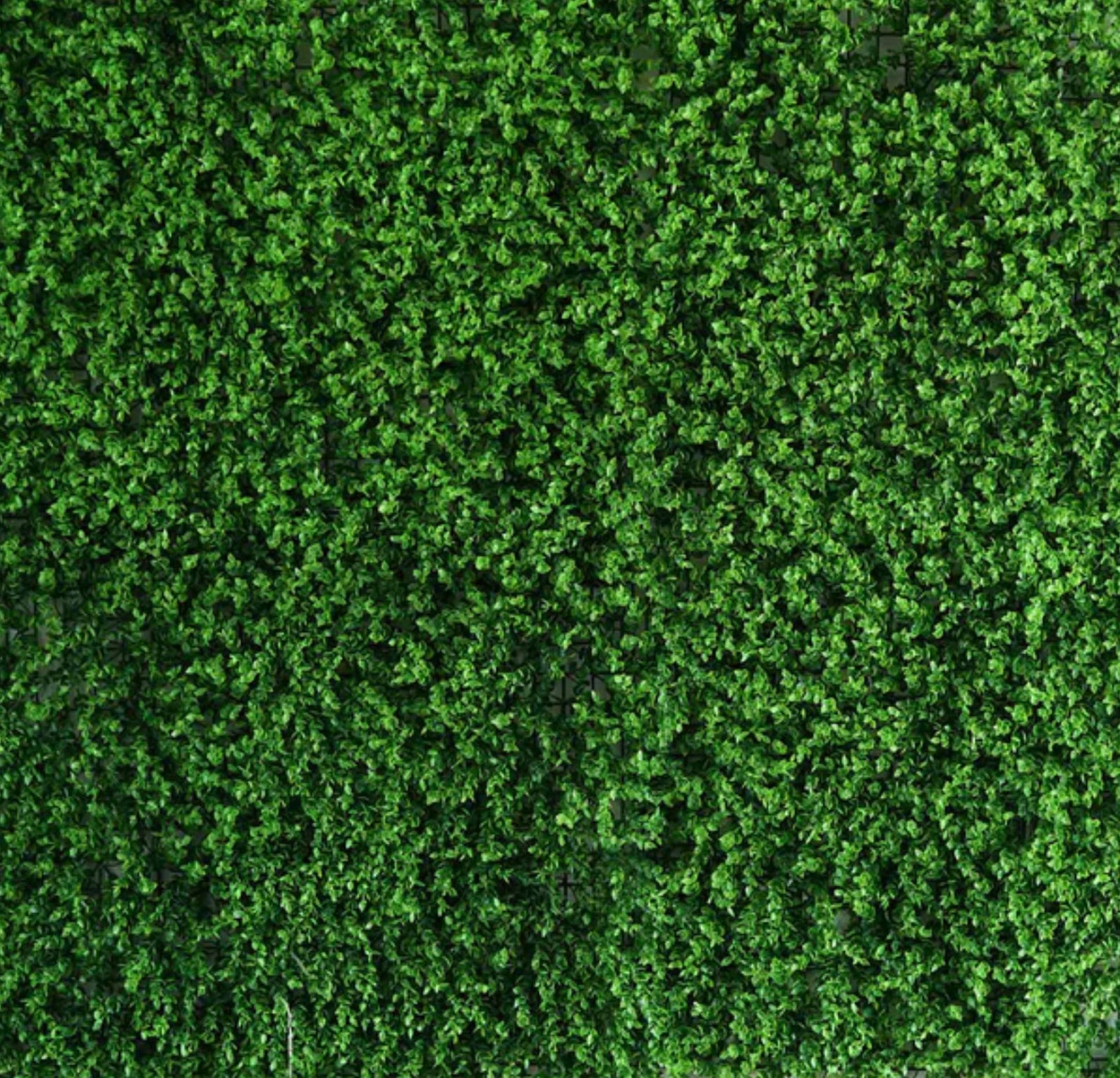 Faux Green Backdrop 11 Sq Ft. 4 Panels Baby Green Boxwood - Etsy