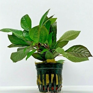 Hygrophila Corymbosa Temple Plant Live Aquarium Tropical Plant Purple ...