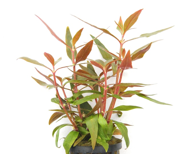 Starter Pack Live Aquarium Plant Aquatic Tropical Fish Java Moss Crypt ...