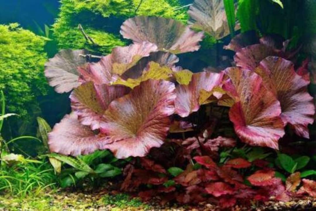 Nymphaea Zenkeri Tiger Lotus Bulb Red LIVE Aquarium Plant FREE DELIVERY ...