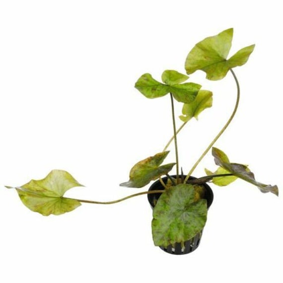 Nymphaea Zenkeri Tiger Lotus Bulb Green LIVE Aquarium Plant | Etsy