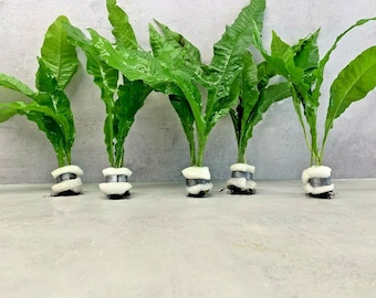 CHEAP Random BOGWOOD 20-30cm Fish Tank Root for Java Fern Moss Live ...