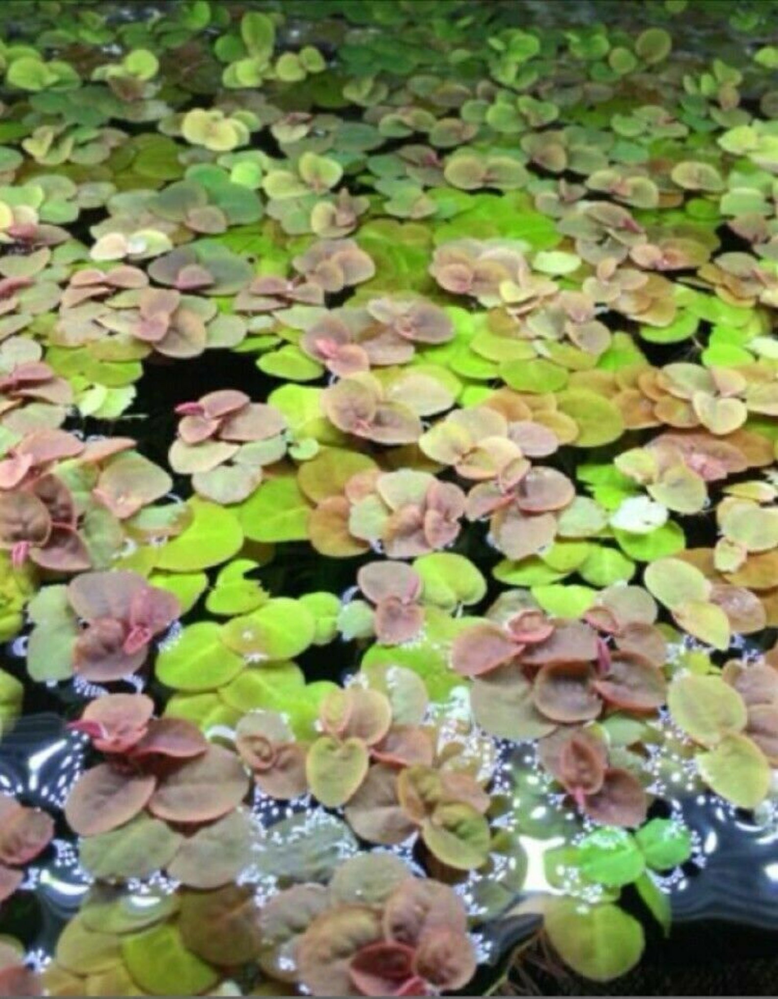 Red Root Floater Phyllanthus Fluitans Floating Aquarium Pond - Etsy UK