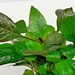 Hygrophila Corymbosa Temple Plant Live Aquarium Tropical Plant Purple ...