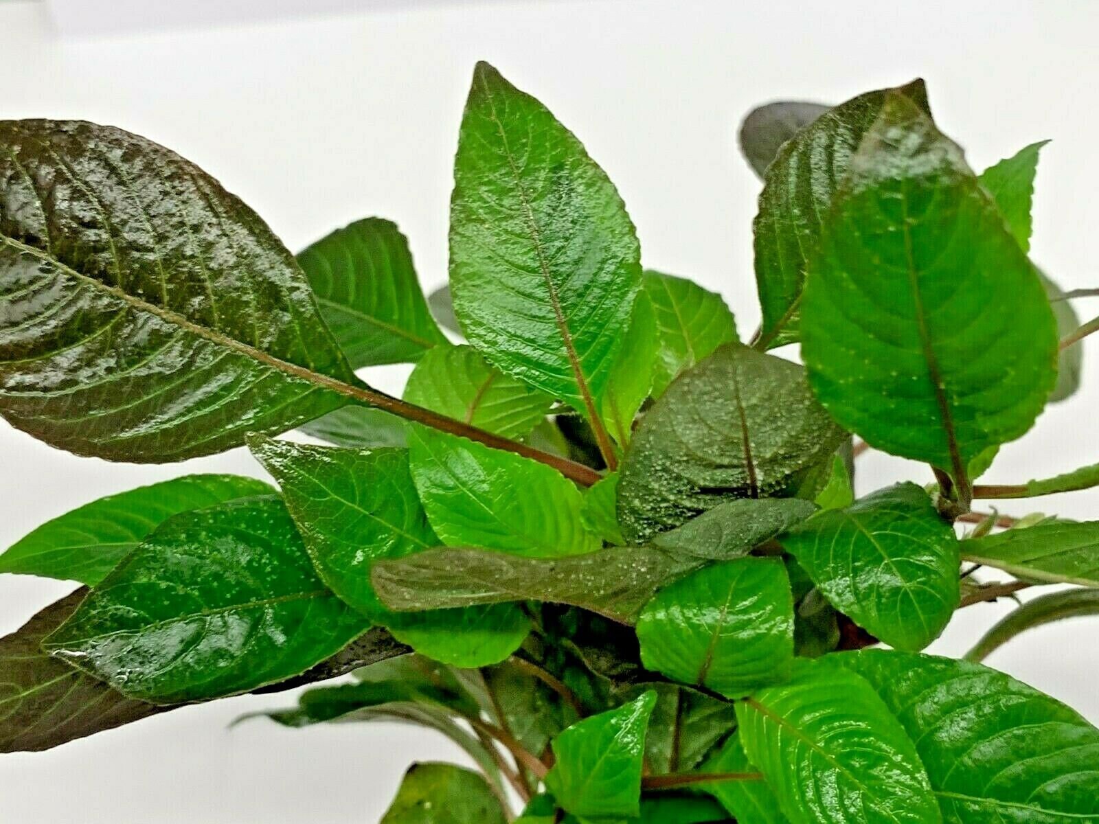 Hygrophila Corymbosa Temple Plant Live Aquarium Tropical Plant - Etsy UK