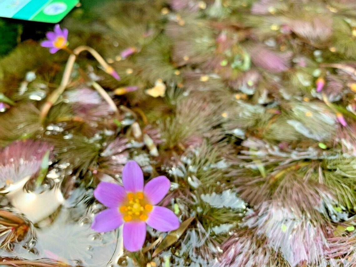 Cabomba Piauhyensis Red Furcata Bunched Pond Tropical Live Plant ...