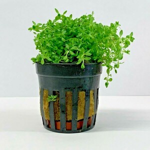 Hemianthus Micranthemum Micranthemoides Pearl Weed Live Aquarium ...