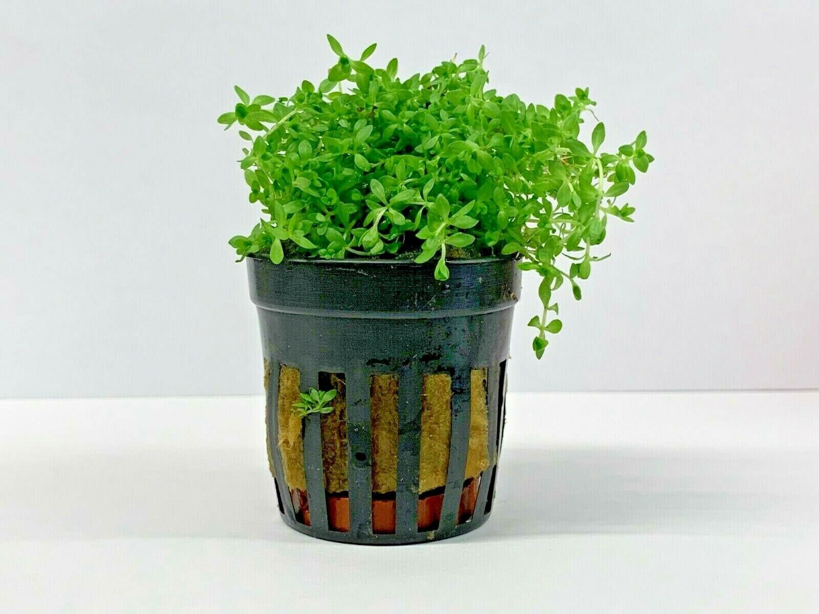 Micranthemum Micranthemoides