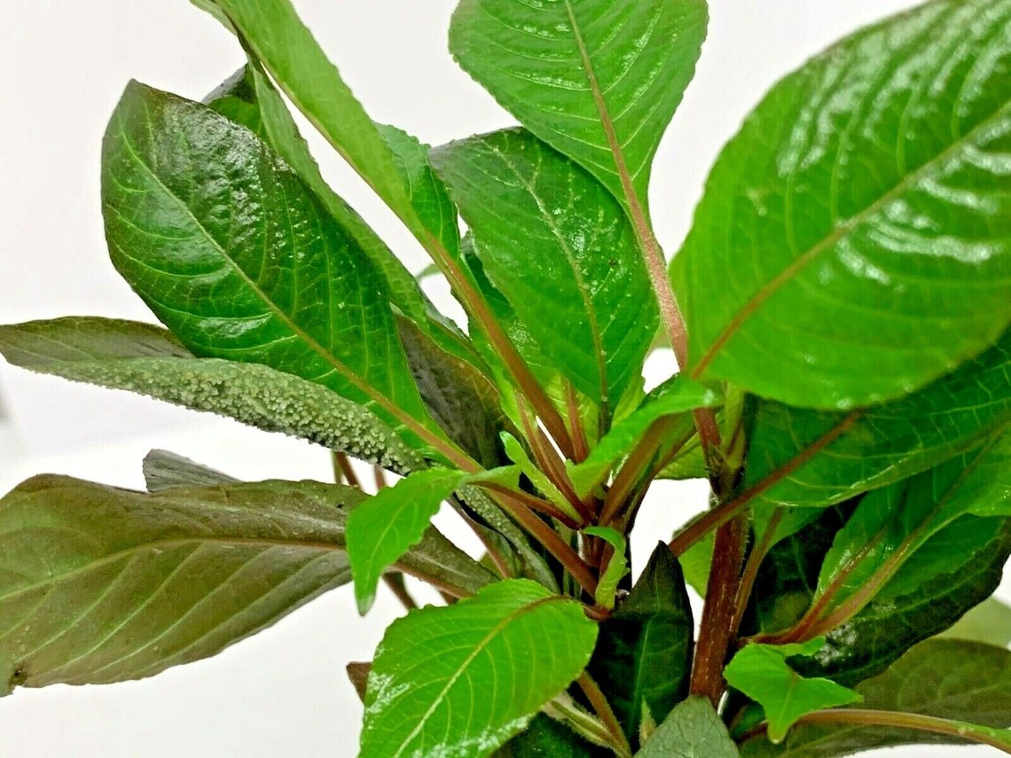 Hygrophila Corymbosa Temple Plant Live Aquarium Tropical Plant - Etsy UK