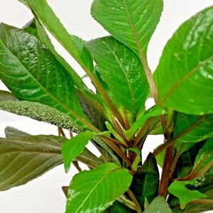 Hygrophila Corymbosa Temple Plant Live Aquarium Tropical Plant Purple ...