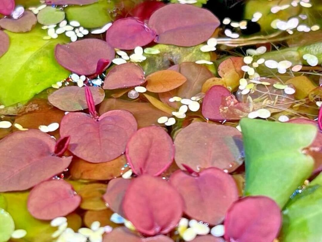 Red Root Floater Phyllanthus Fluitans Floating Aquarium MATURE X 10 Easy - Etsy
