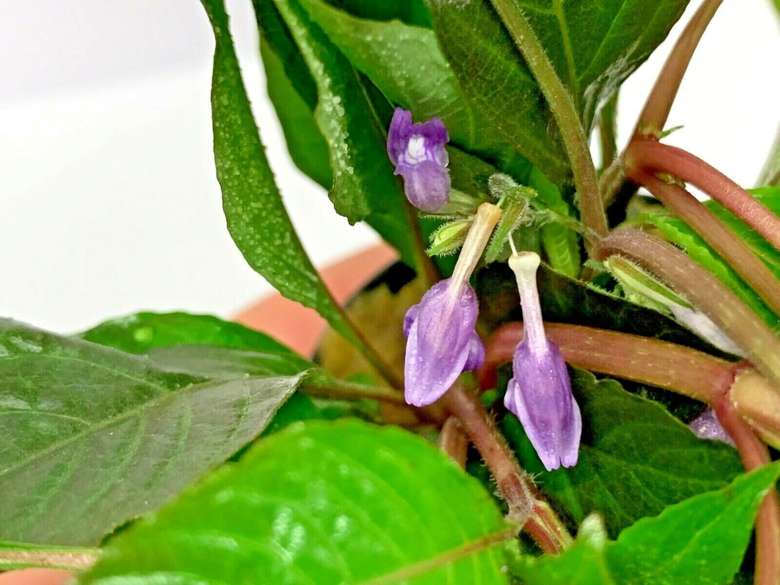 Hygrophila Corymbosa Temple Plant Live Aquarium Tropical Plant - Etsy UK