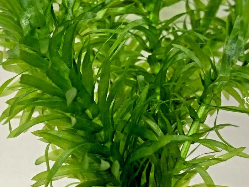 Elodea Densa 5 Stems Oxygenating Live Pond Tropical Aquarium Plant 1 ...