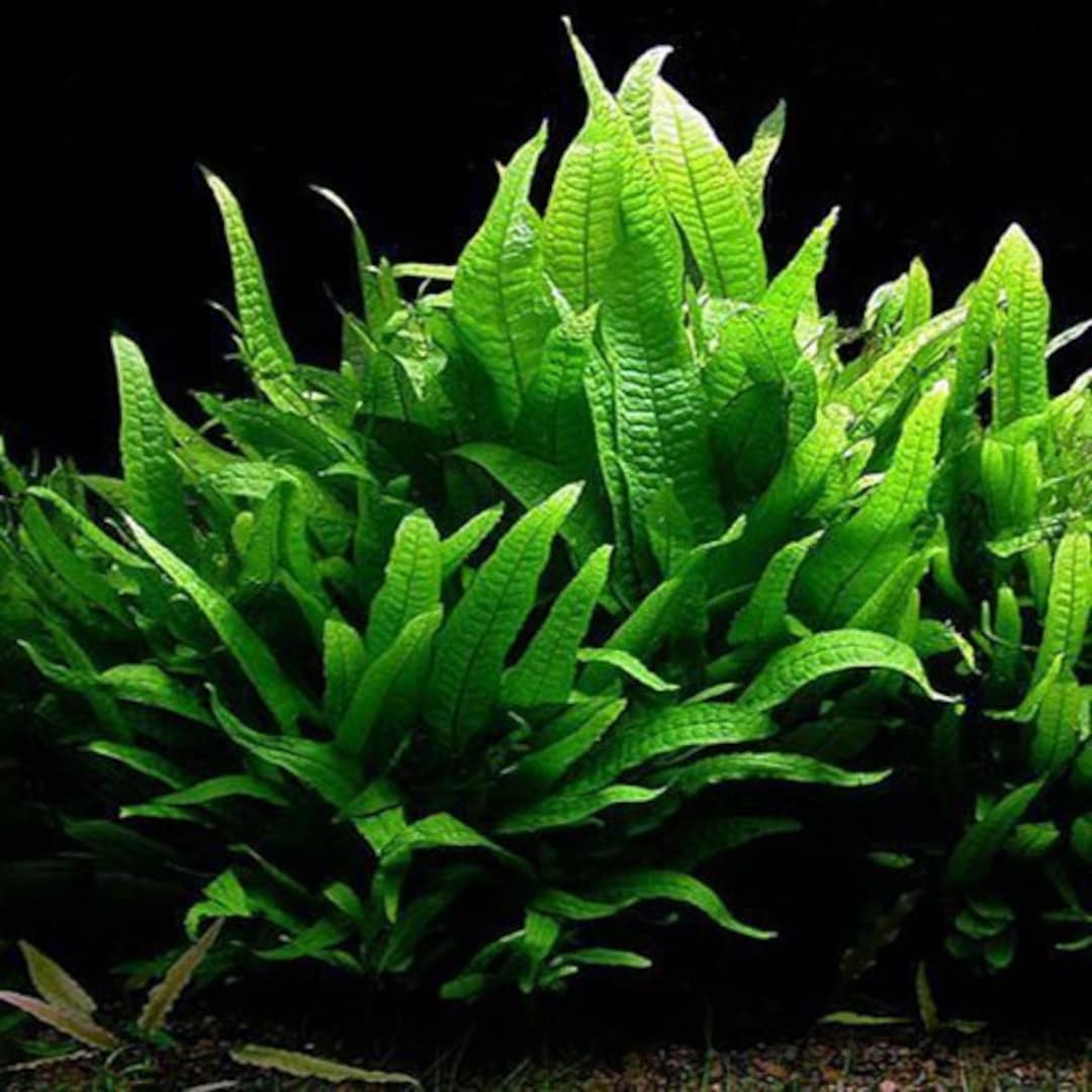 Java Ferns Microsorum Pteropus Live Tropical Aquarium Plants Easy MON ...