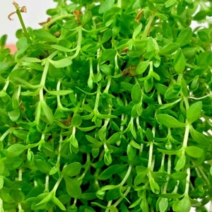 Hemianthus Micranthemum Micranthemoides Pearl Weed Live Aquarium ...