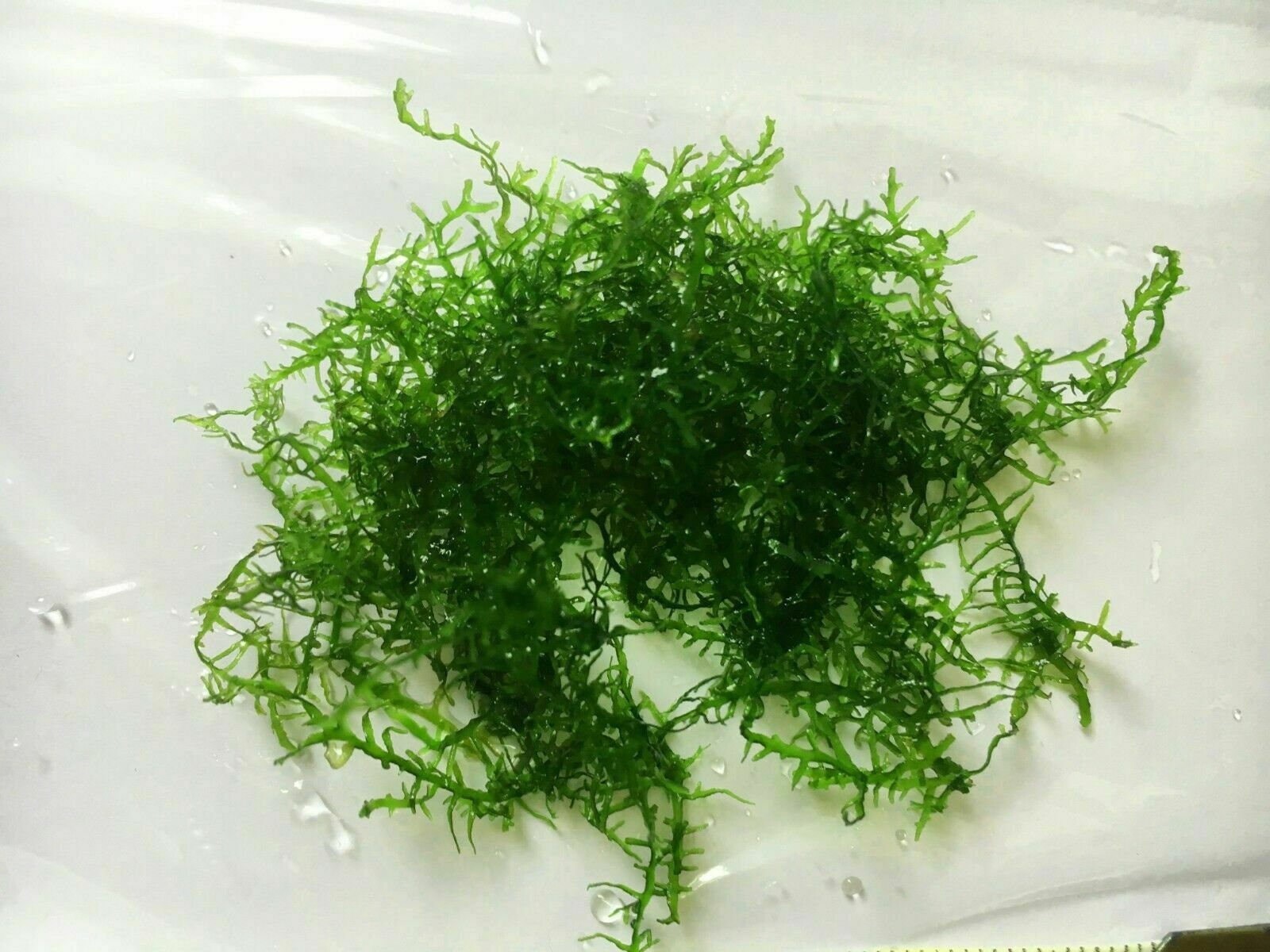 5g Mini Pelia Moss Live Aquarium Tropical Pond Plant - Etsy España