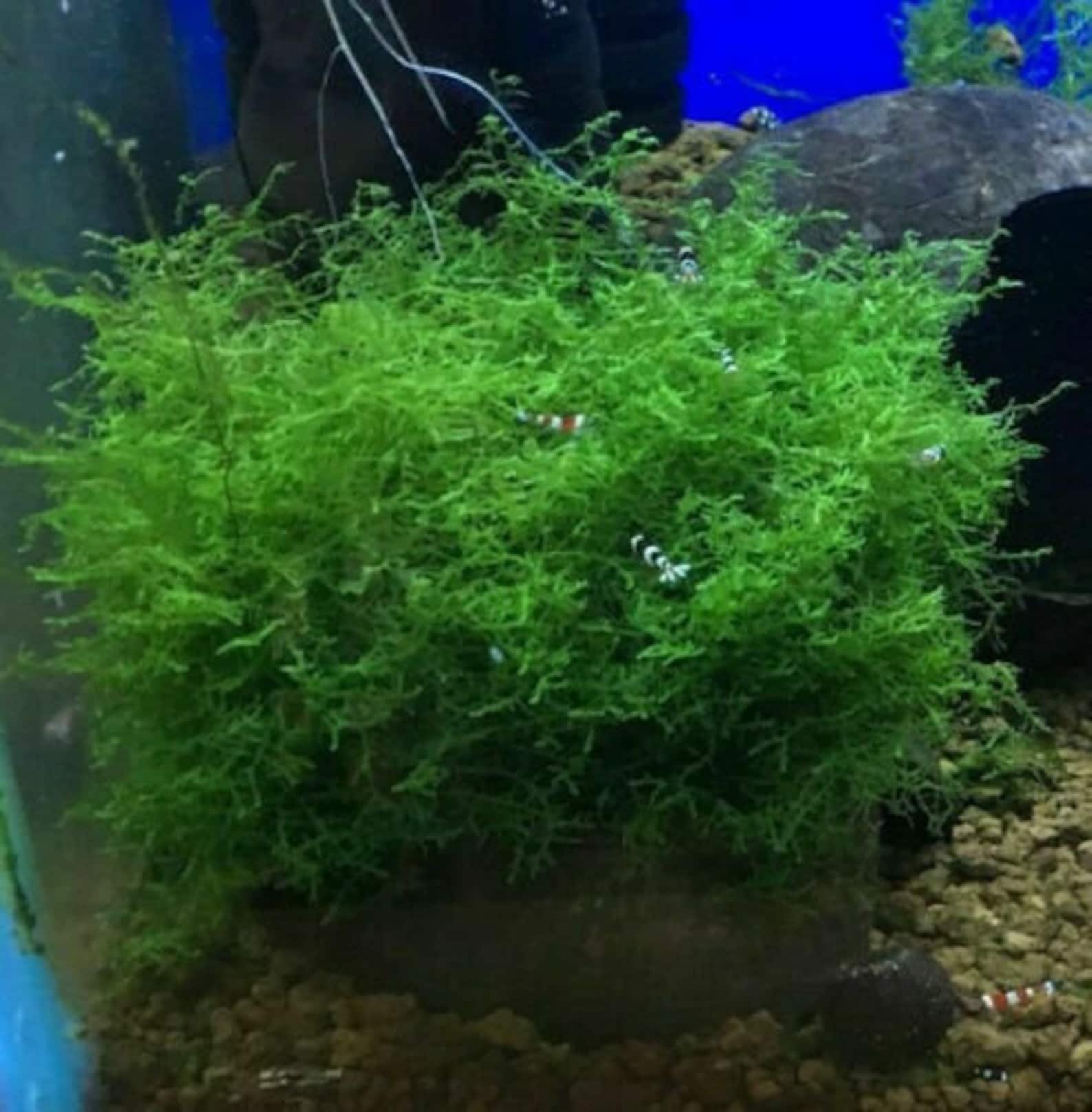 5g Mini Pelia Moss Live Aquarium Tropical Pond Plant - Etsy España
