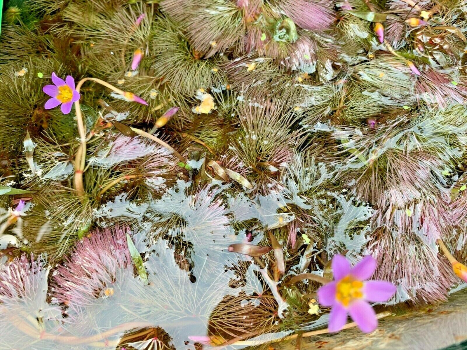 Cabomba Piauhyensis Red Furcata Bunched Pond Tropical Live | Etsy