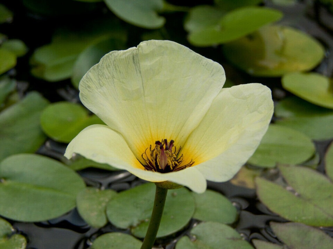 Hydrocleys Nymphoides Water Poppy Similar to Lily Pond Marginal Plant ...