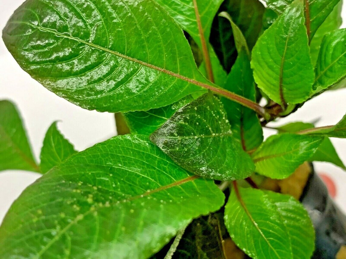 Hygrophila Corymbosa Temple Plant Live Aquarium Tropical Plant - Etsy UK