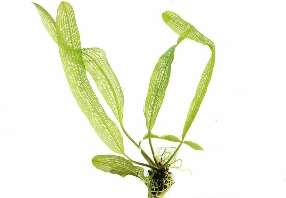 Aponogeton Rare Henkelianus LIVE Tropical Aquarium Plant | Etsy UK
