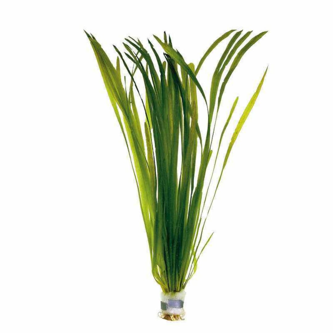 Vallisneria Spiralis Red Live Aquarium Plants Straight Red Vallis MON ...