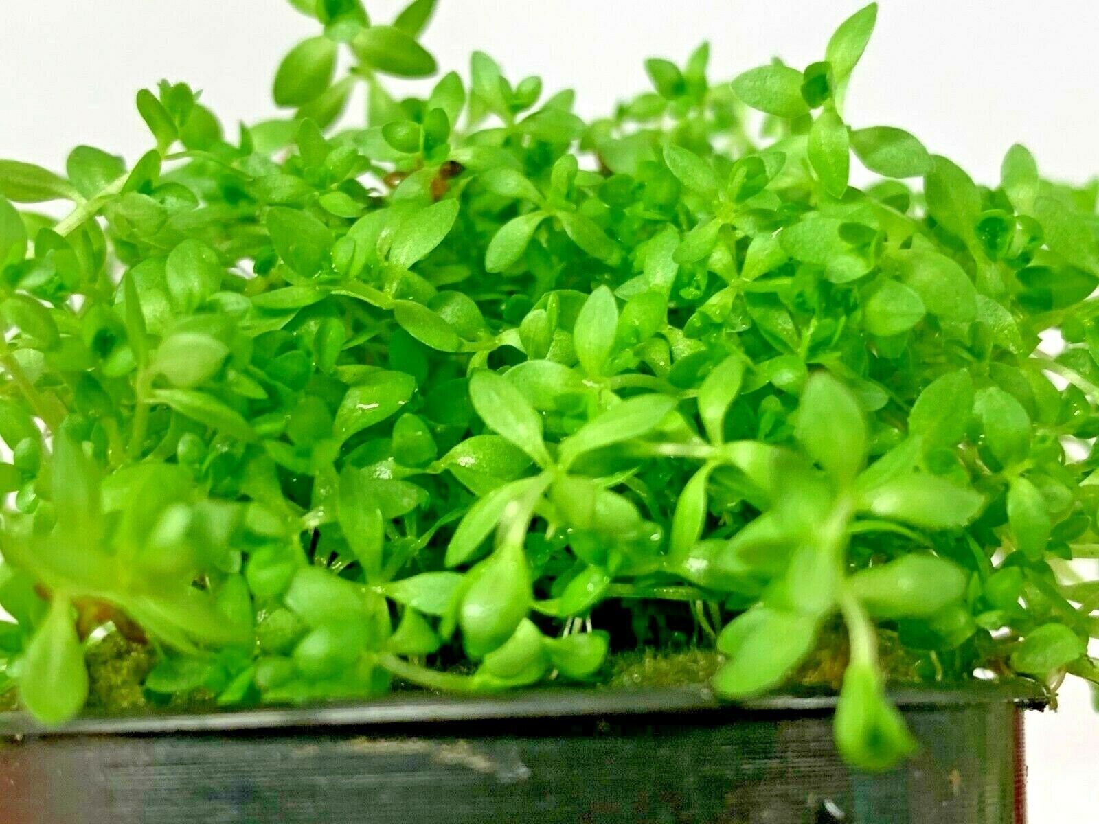 Hemianthus Micranthemum Micranthemoides Pearl Weed Live Aquarium ...