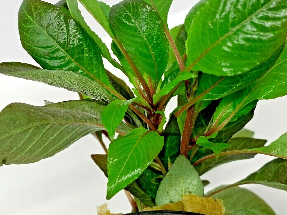 Hygrophila Corymbosa Temple Plant Live Aquarium Tropical Plant | Etsy