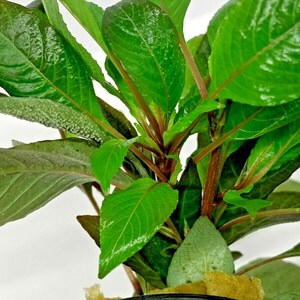 Hygrophila Corymbosa Temple Plant Live Aquarium Tropical Plant Purple ...