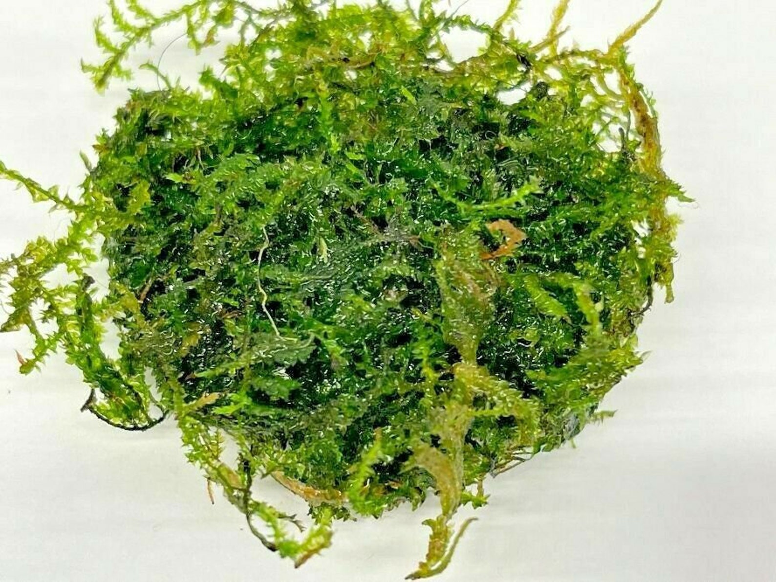 Weeping Moss Vesicularia Ferriei 10g LIVE Aquarium Tropical - Etsy