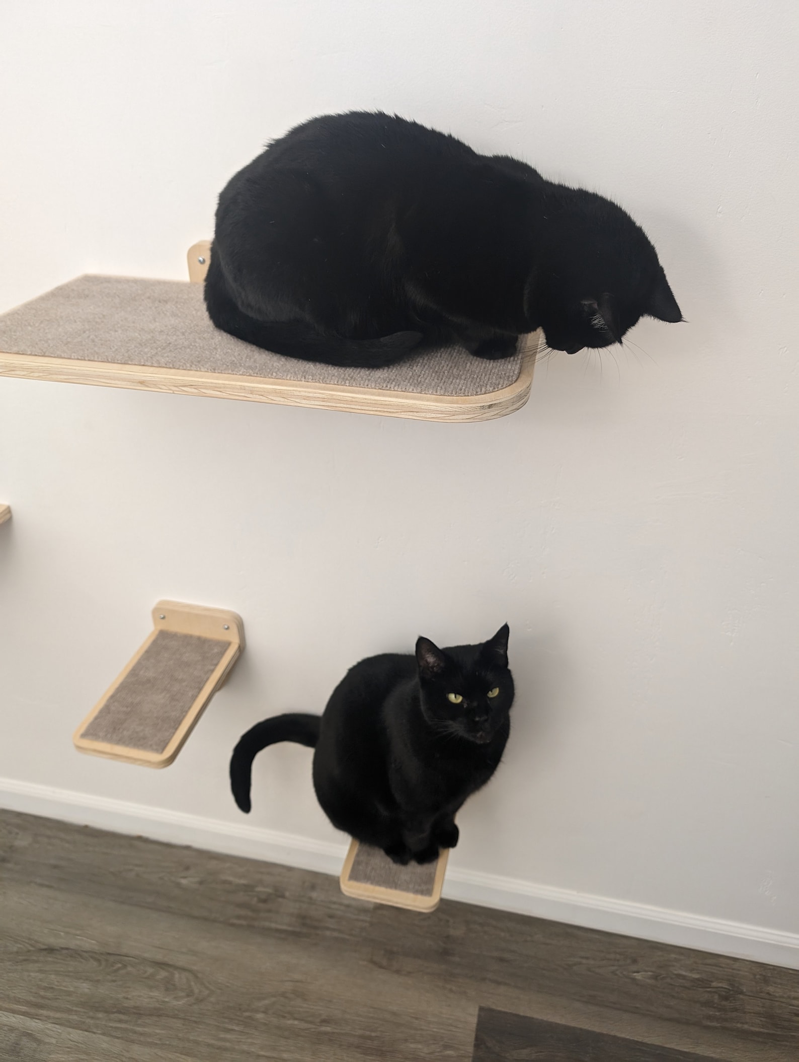 Cat Wall Mounted Bed, Shelf, Platform, Furniture. Cat Lounge | Contains ...