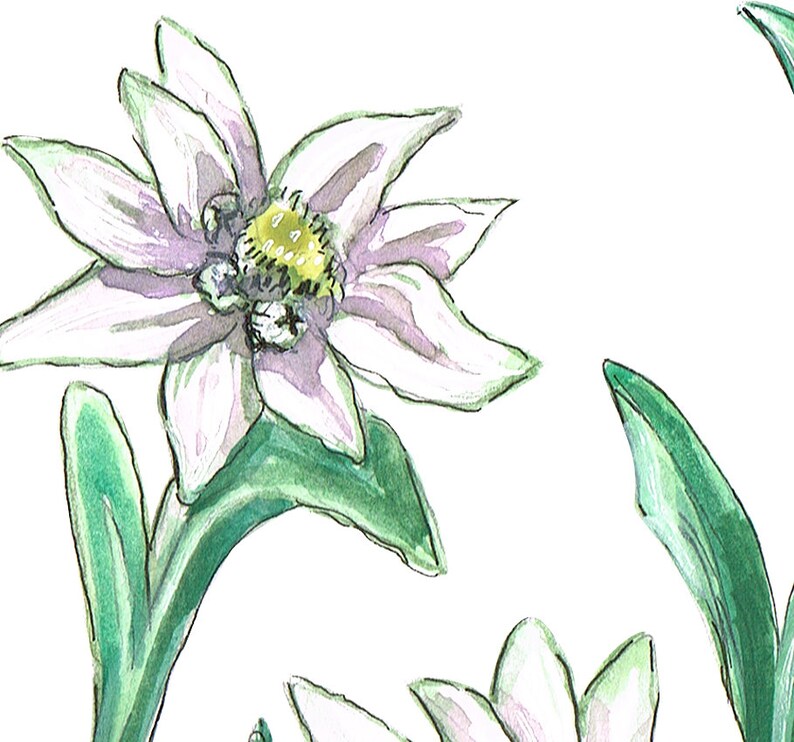 Edelweiss Watercolor, Edelweiss, Flower, Mountain Flower, Watercolor ...