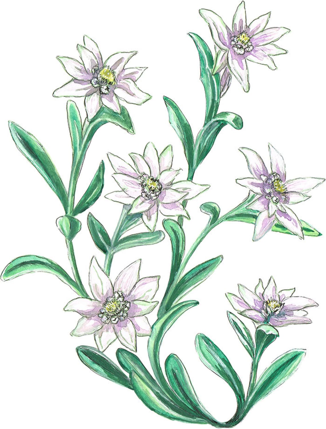 Edelweiss Watercolor, Edelweiss, Flower, Mountain Flower, Watercolor ...