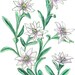 Edelweiss Watercolor, Edelweiss, Flower, Mountain Flower, Watercolor ...