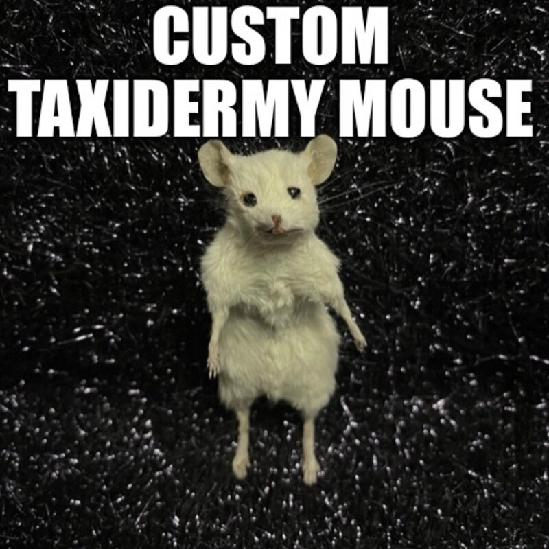 Taxidermy Rat - Etsy