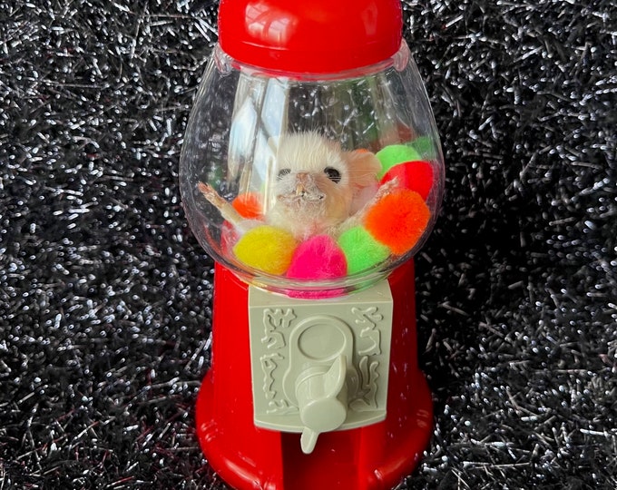 Taxidermy Mouse *gumball Machine* - Etsy