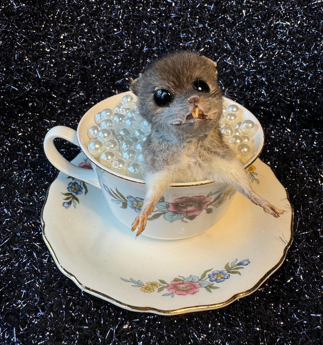 Taxidermy Teacup Rat - Etsy